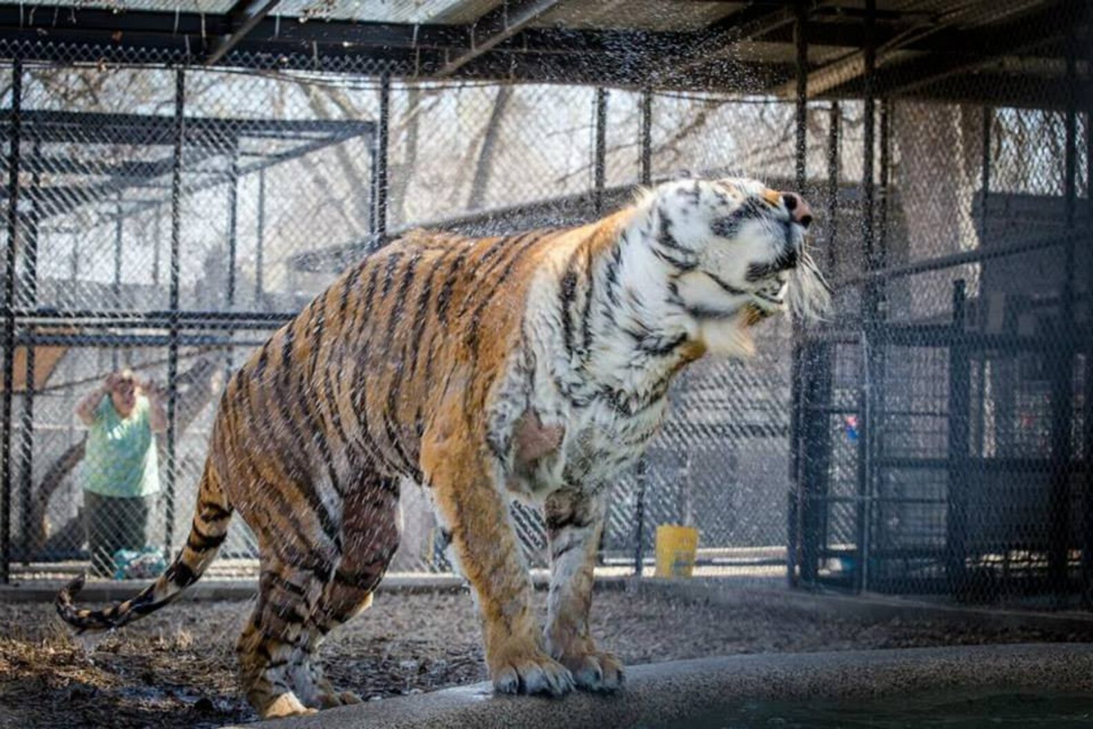 Starving Tiger Who Was So Skinny Now Looks Nothing Like His Old Self ...