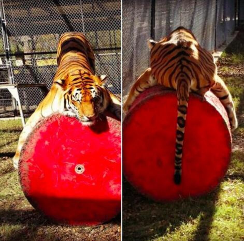 Starving Tiger Who Was So Skinny Now Looks Nothing Like His Old Self ...