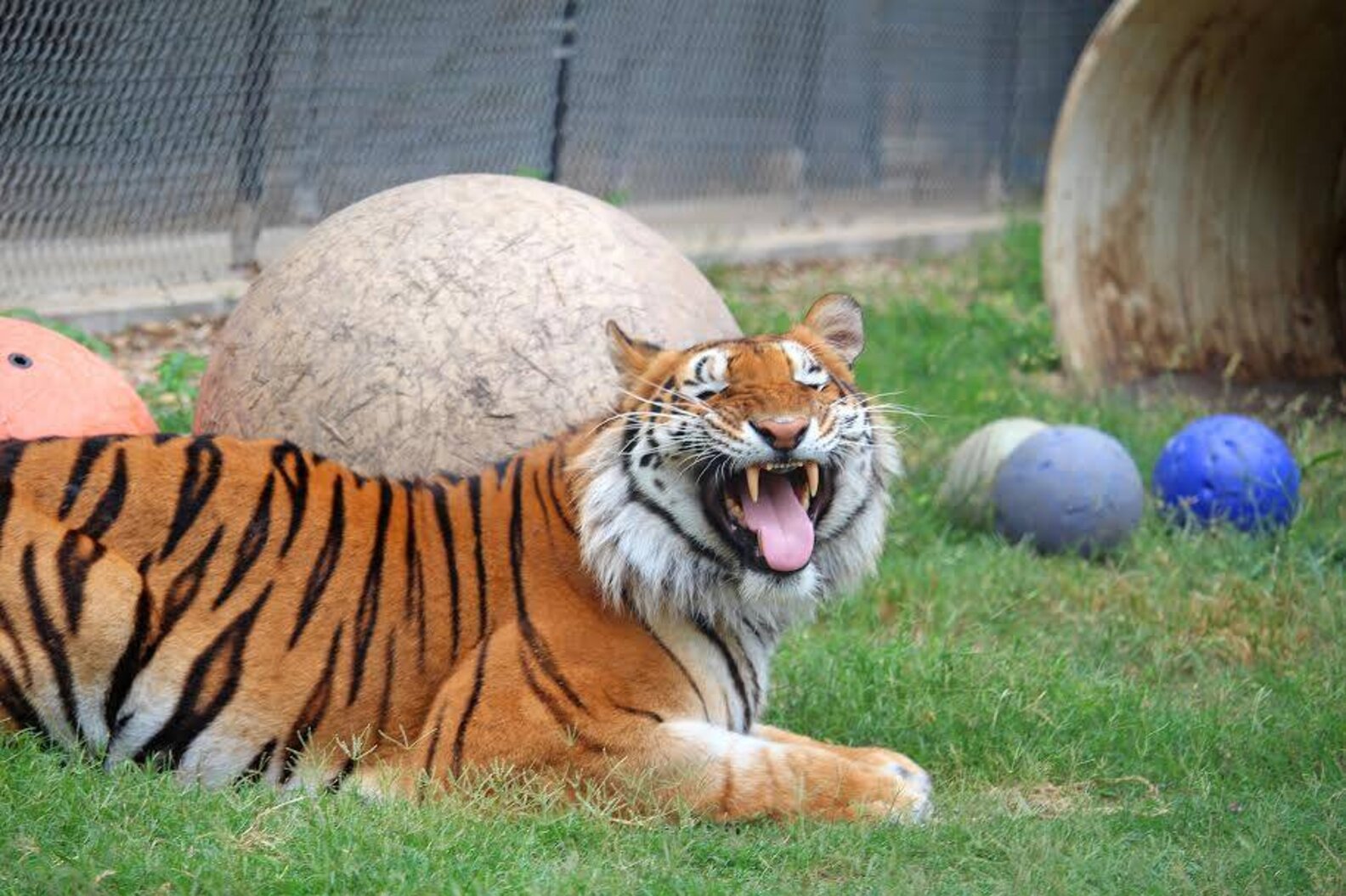 Starving Tiger Who Was So Skinny Now Looks Nothing Like His Old Self ...