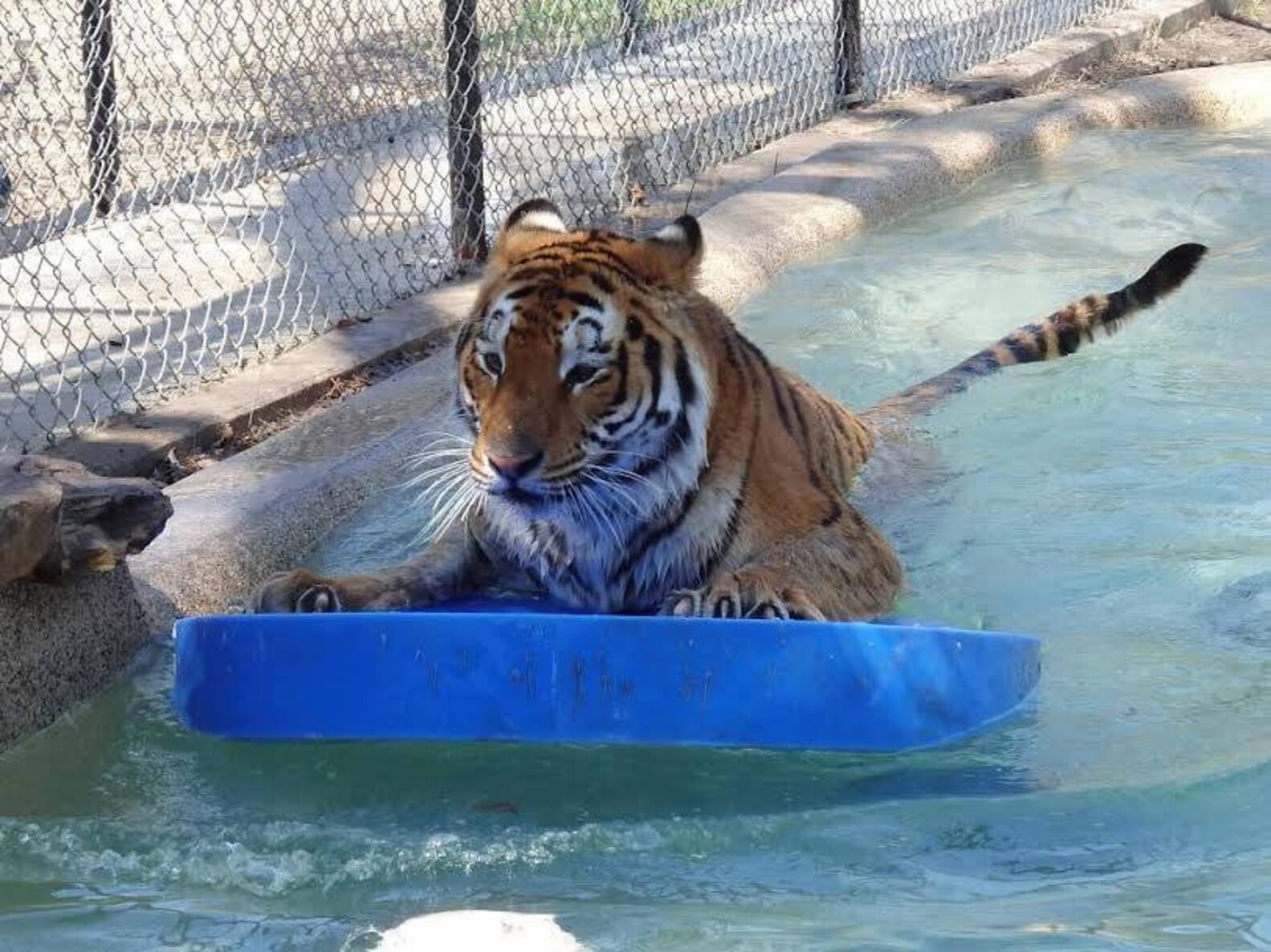 Starving Tiger Who Was So Skinny Now Looks Nothing Like His Old Self ...