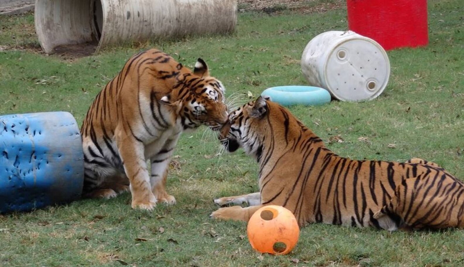 Starving Tiger Who Was So Skinny Now Looks Nothing Like His Old Self ...