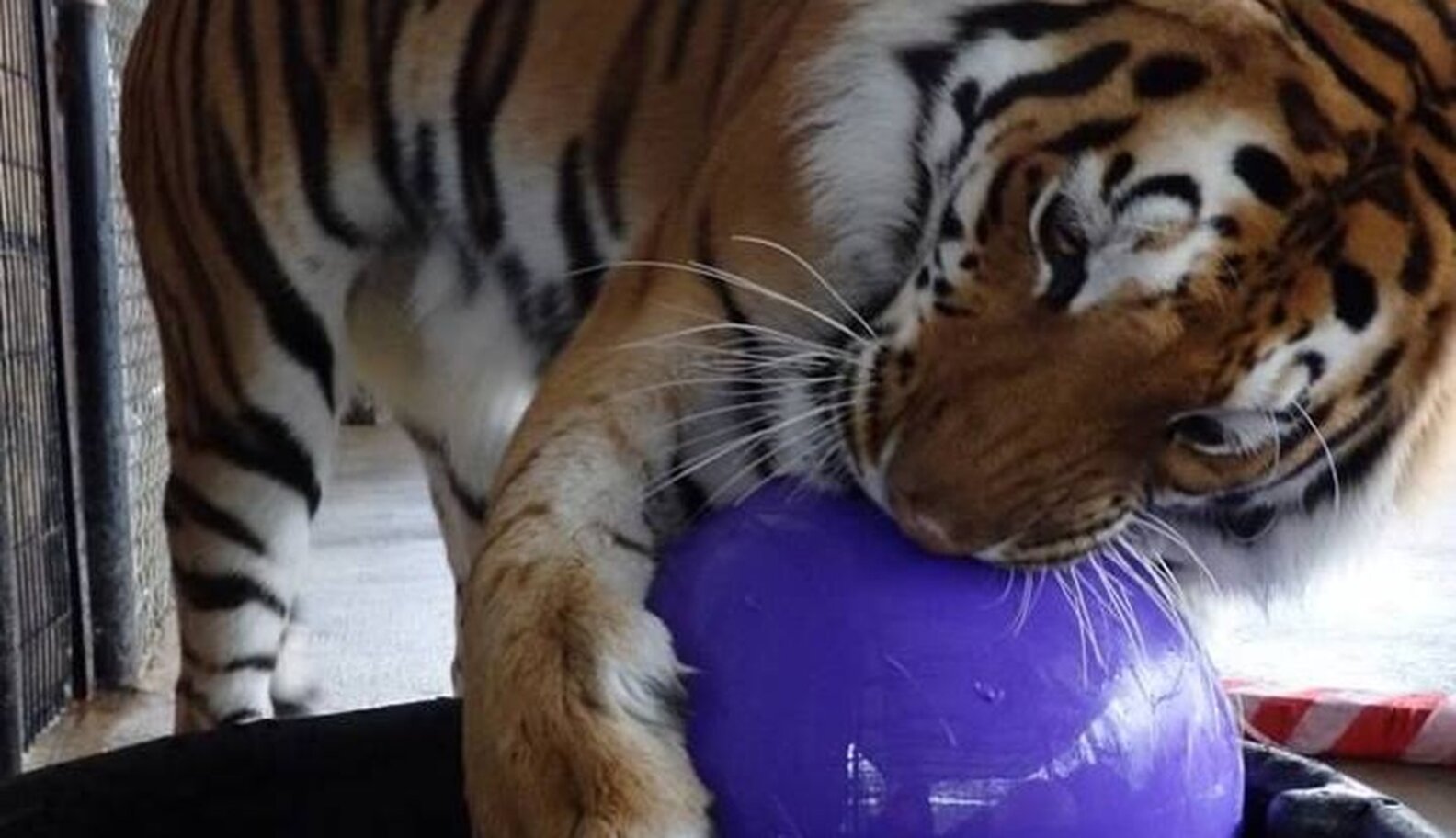 Starving Tiger Who Was So Skinny Now Looks Nothing Like His Old Self ...