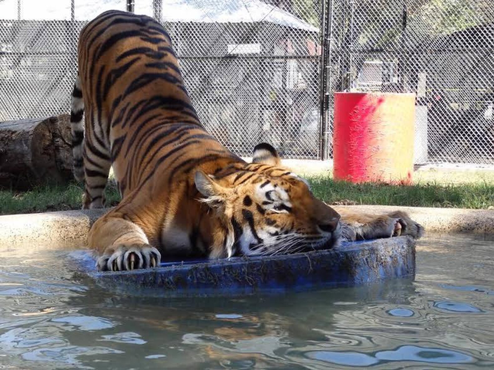 Starving Tiger Who Was So Skinny Now Looks Nothing Like His Old Self ...