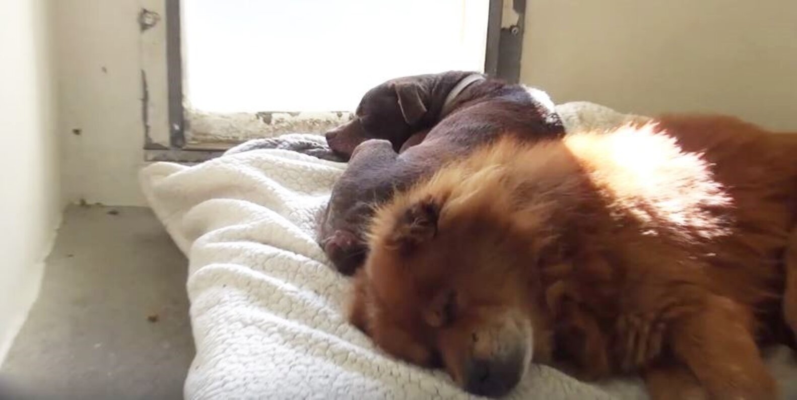 Best Friends At Shelter Wouldn't Eat Until They Were Together Again ...