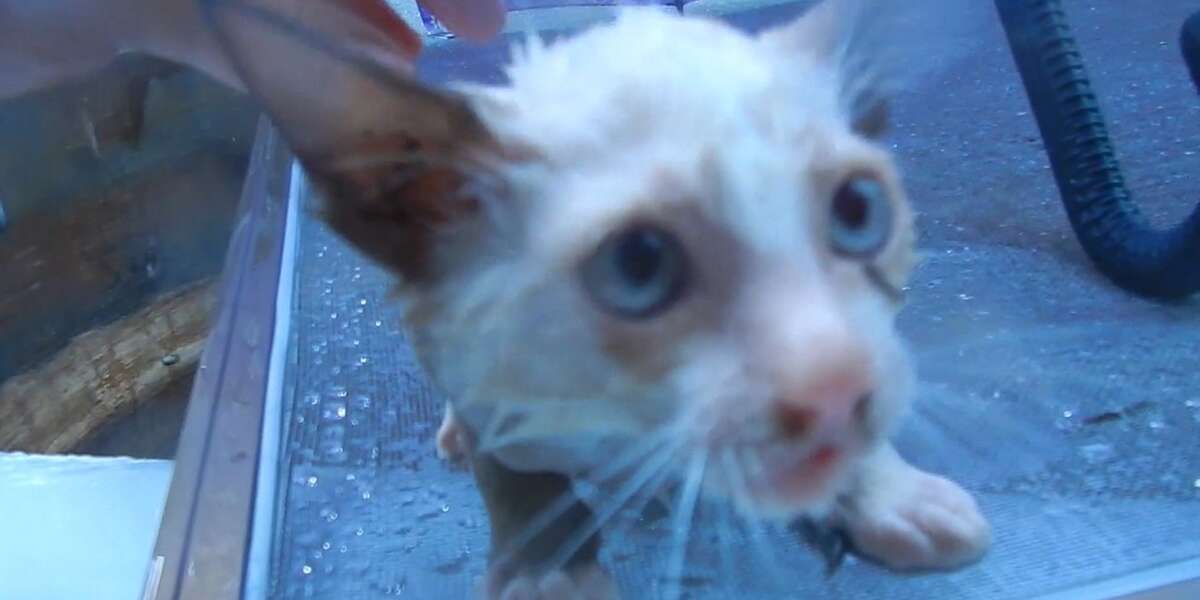 Kittens Saved From Monsoon - The Dodo
