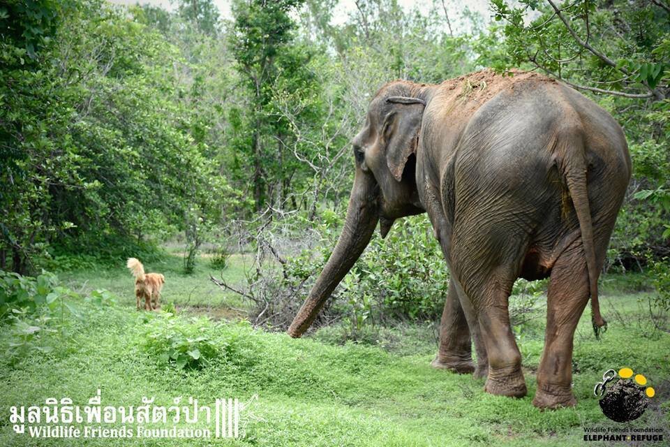 Shy Elephant Who Spent 45 Years In Chains Makes Her First Friend - The Dodo