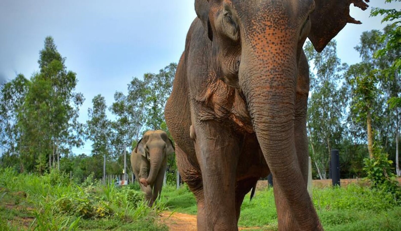 Shy Elephant Who Spent 45 Years In Chains Makes Her First Friend - The Dodo