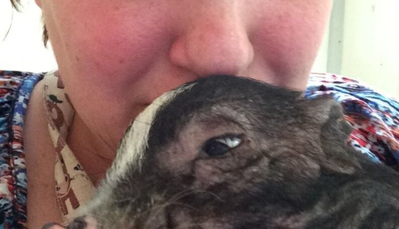 Sick Baby Pig Could Only Blink To Let Rescuers Know He Was Alive - The Dodo