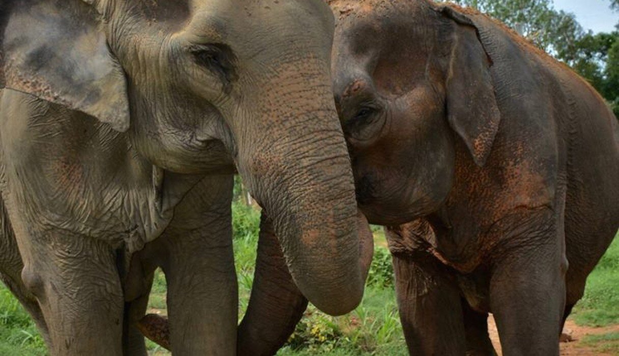 Shy Elephant Who Spent 45 Years In Chains Makes Her First Friend - The Dodo