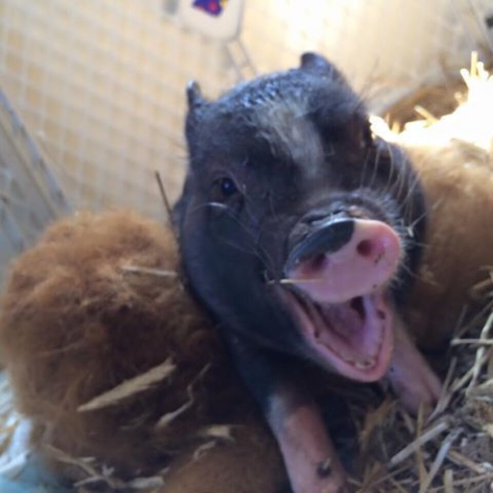 Sick Baby Pig Could Only Blink To Let Rescuers Know He Was Alive - The Dodo