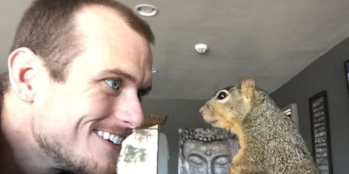 Orphaned Squirrel Is Obsessed With The Guy Who Rescued Him - The Dodo