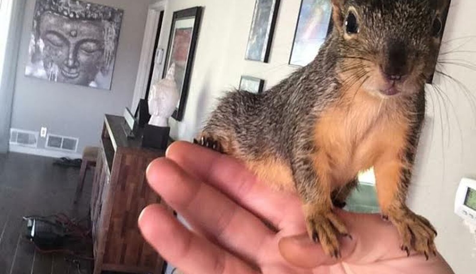Orphaned Squirrel Is Obsessed With The Guy Who Rescued Him - The Dodo