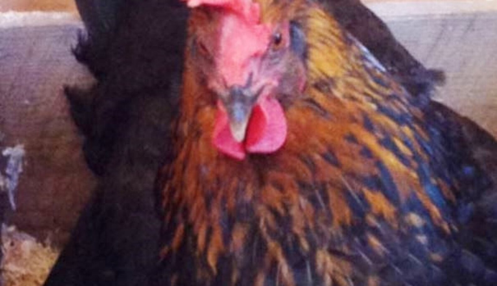 Chicken Was So Depressed — Until She Found An Orphaned Turkey - The Dodo