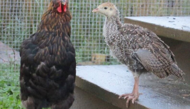 Chicken Was So Depressed — Until She Found An Orphaned Turkey - The Dodo