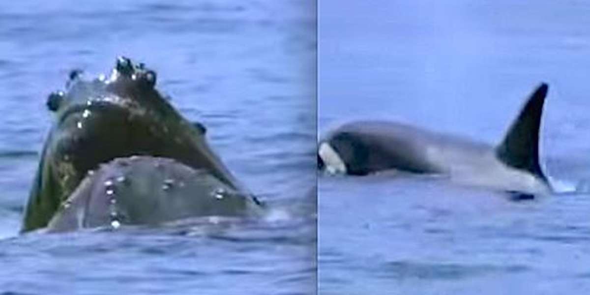 Scientists Amazed To Discover Humpback Whales Protect Other Animals ...