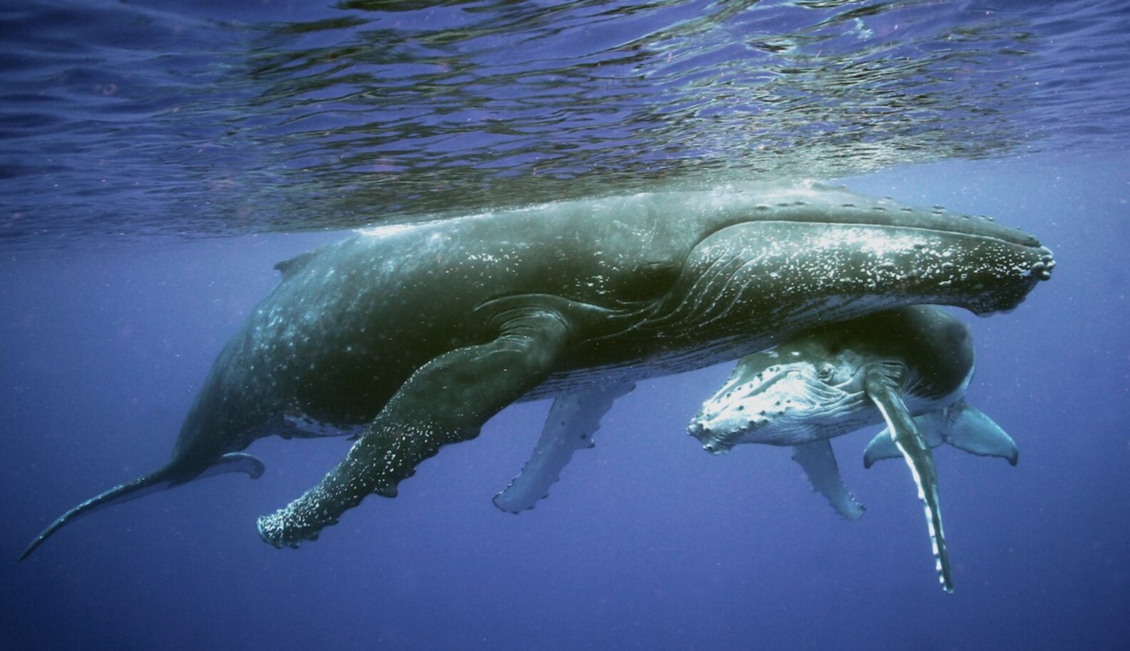 Scientists Amazed To Discover Humpback Whales Protect Other Animals ...