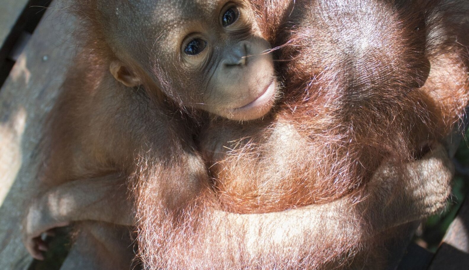 Baby Orangutan Who Lost His Mom Is So Nervous On First Day Of School ...