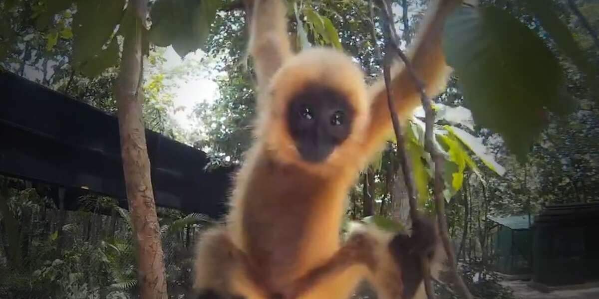 Rescued Gibbon Gets A Stuffed Animal - The Dodo