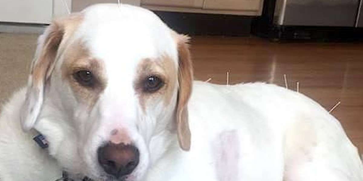 Paralyzed Dog Gets Acupuncture, And Now She Can Run - The Dodo
