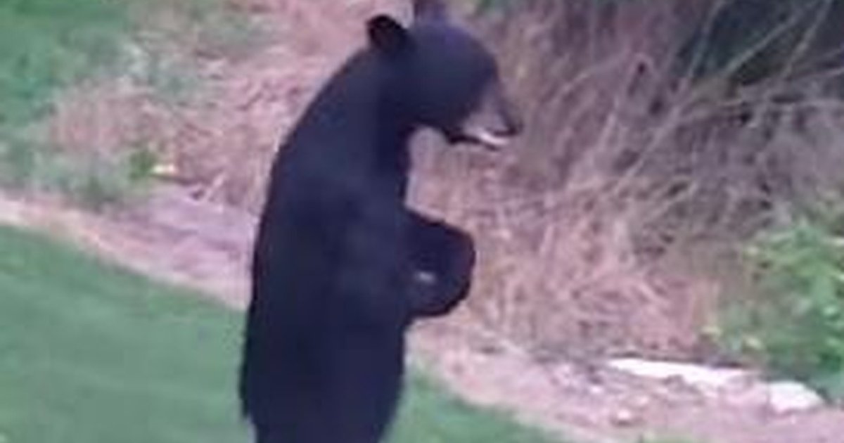 Famous Bipedal Bear Killed In Massive New Jersey Hunt - The Dodo