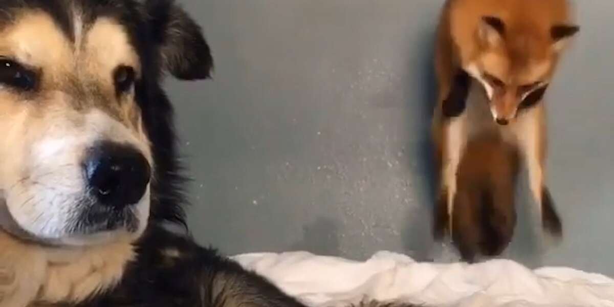 Fox And Dog Do Everything Together - The Dodo