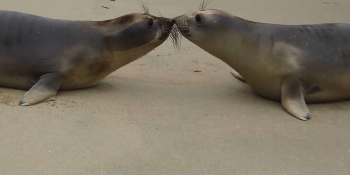 Rescued Seals Do The Sweetest Thing Before Returning To The Ocean - The ...