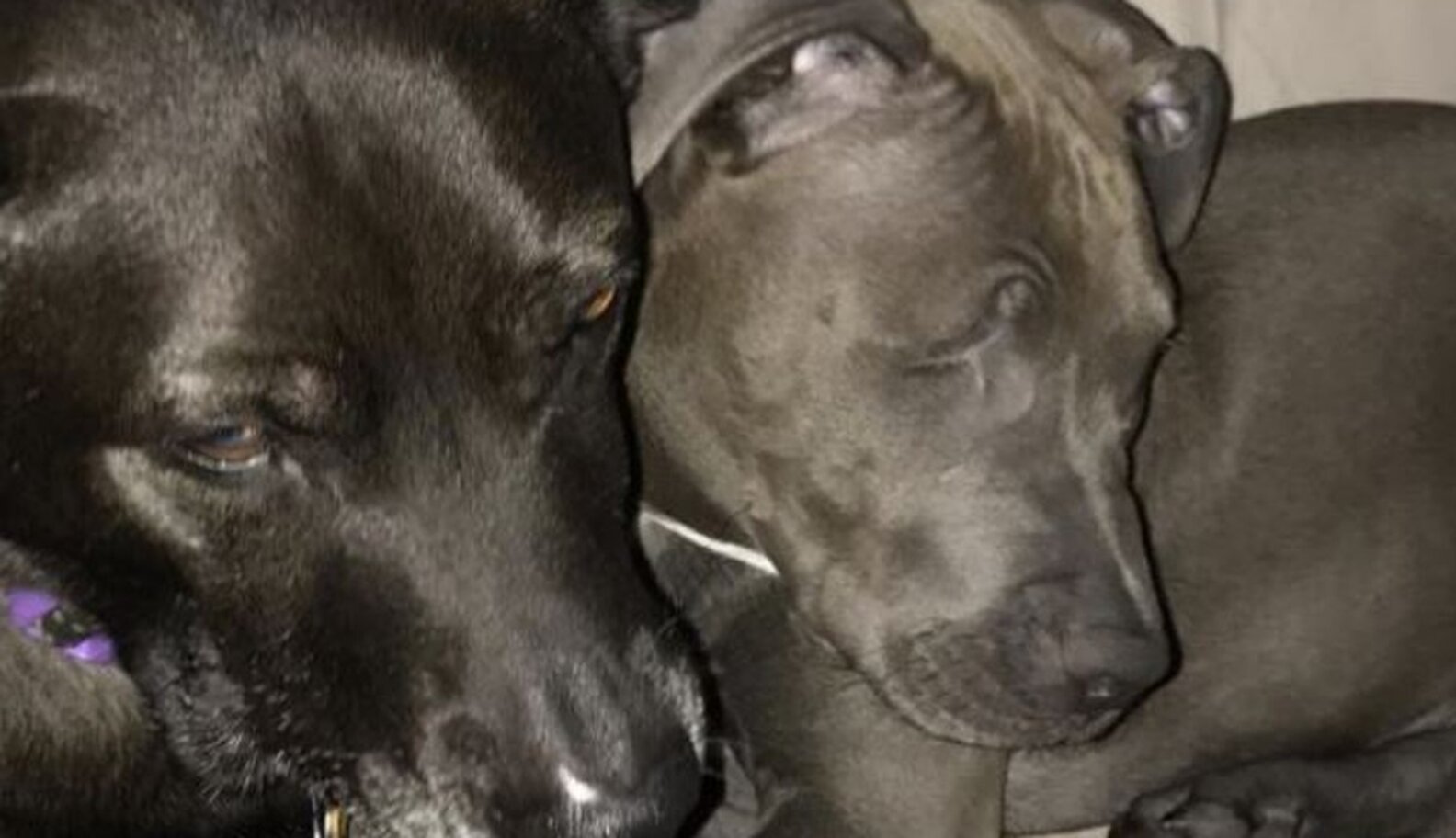 Blind Puppy Just KNEW He Was Leaving The Shelter - The Dodo