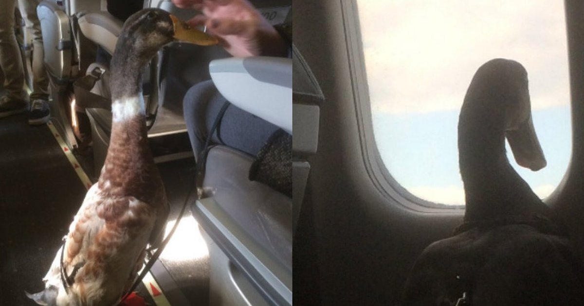 Emotional Support Duck Loves His First Airplane Trip - The Dodo