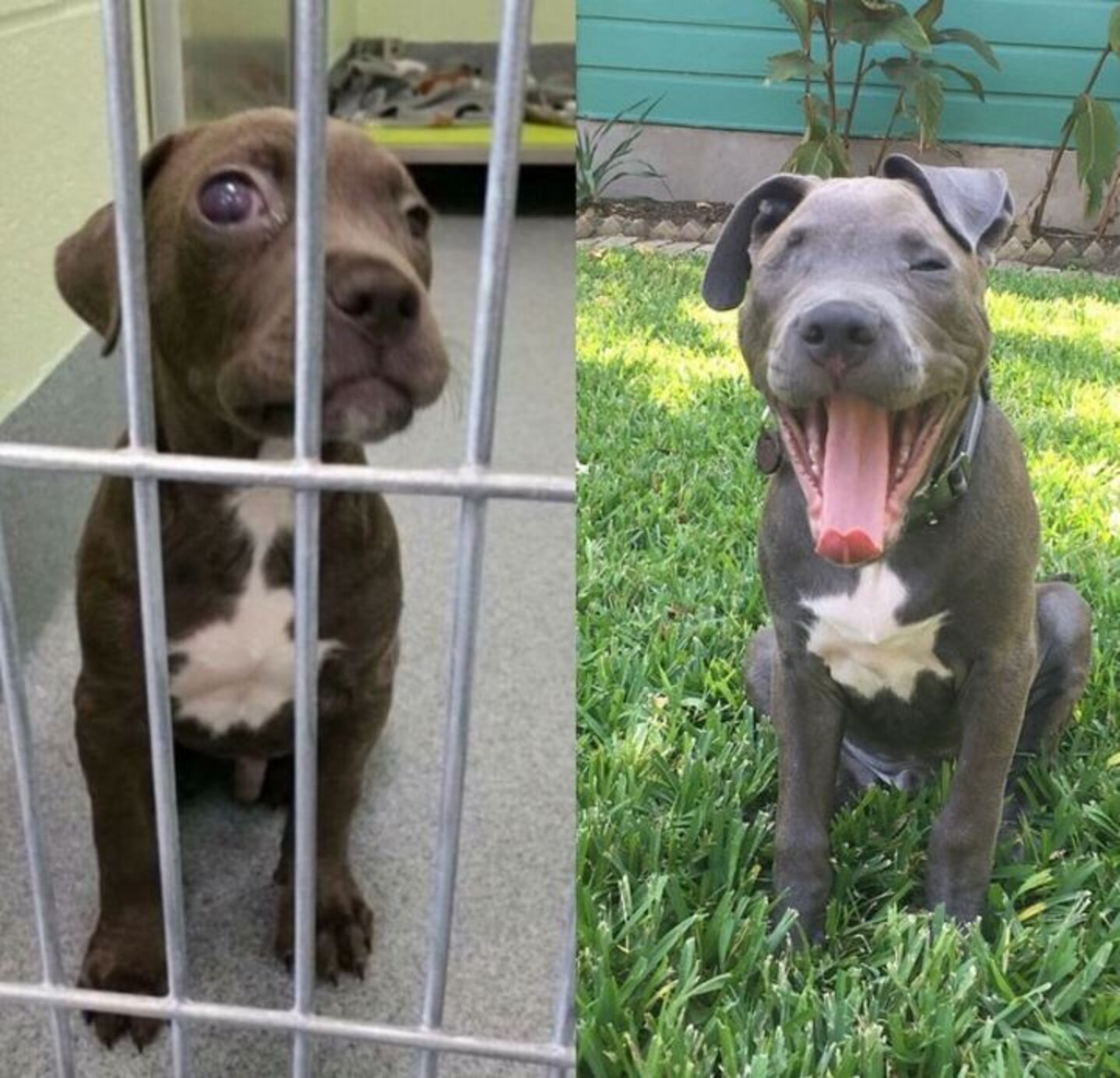 Blind Puppy Just KNEW He Was Leaving The Shelter - The Dodo