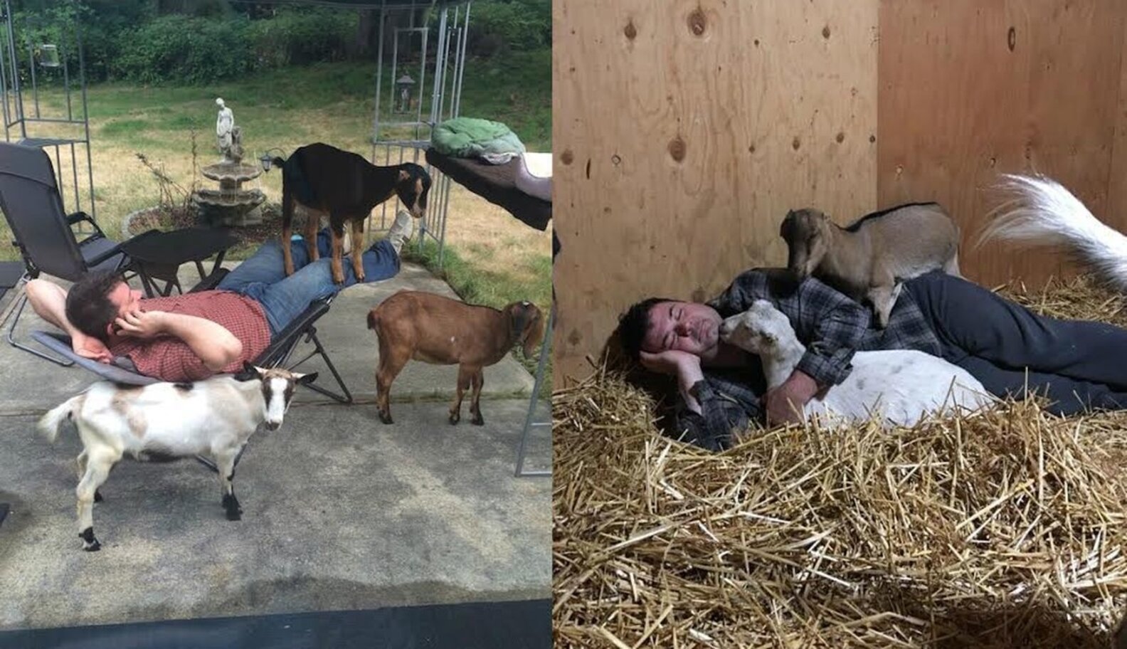 These Goats Are Completely Obsessed With The Guy Who Rescued Them - The ...