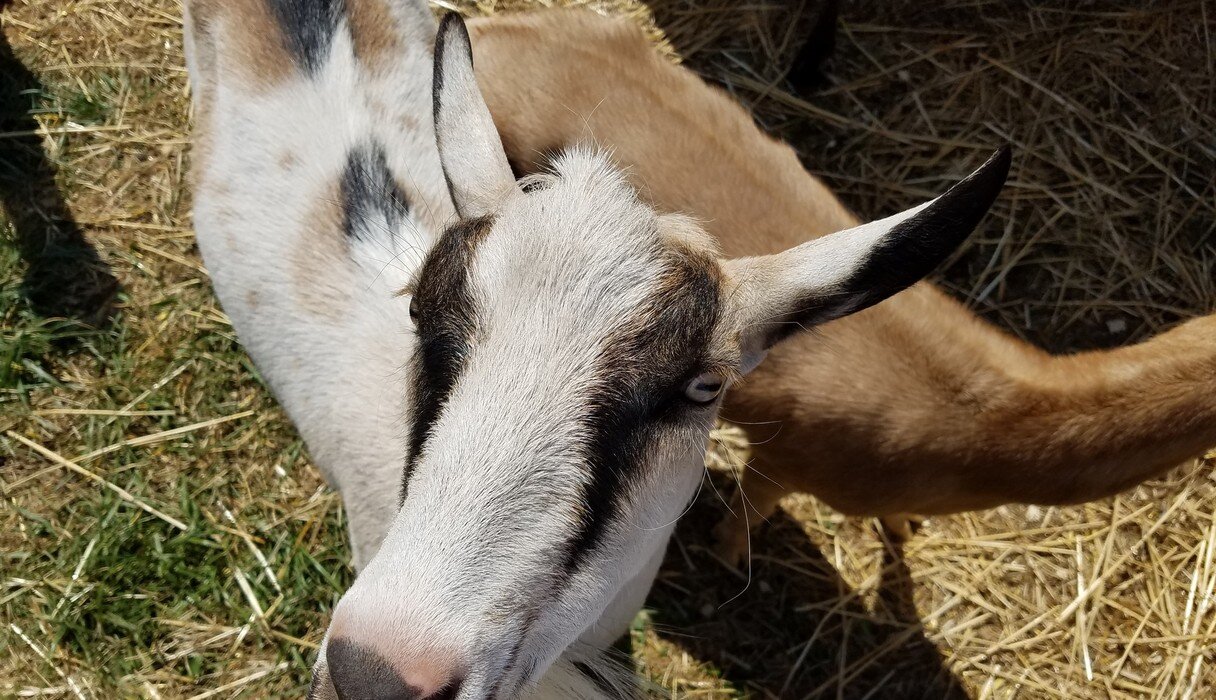 These Goats Are Completely Obsessed With The Guy Who Rescued Them - The ...