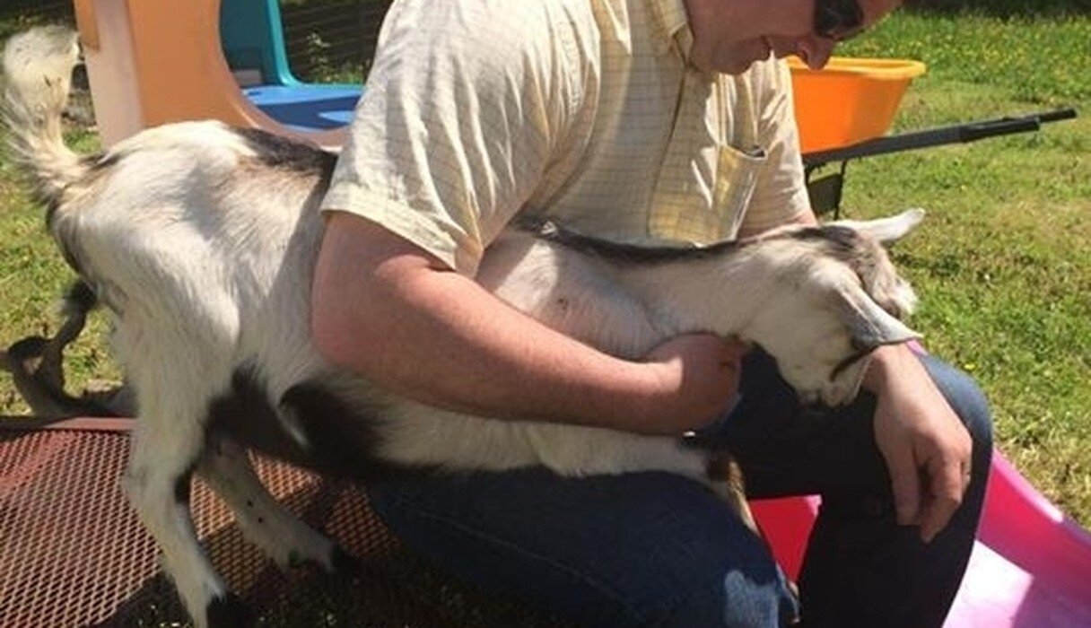 These Goats Are Completely Obsessed With The Guy Who Rescued Them - The ...