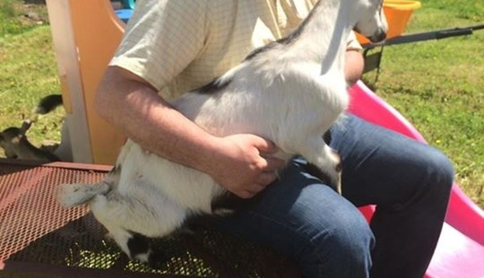 These Goats Are Completely Obsessed With The Guy Who Rescued Them - The ...