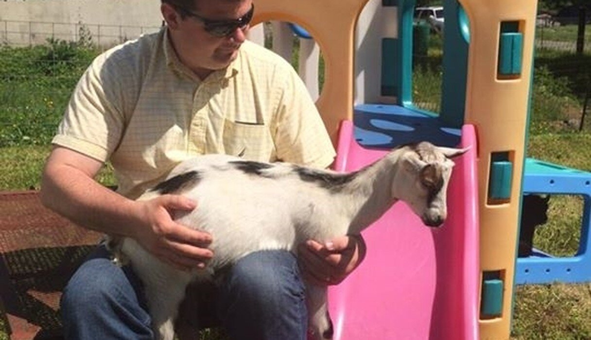 These Goats Are Completely Obsessed With The Guy Who Rescued Them - The ...