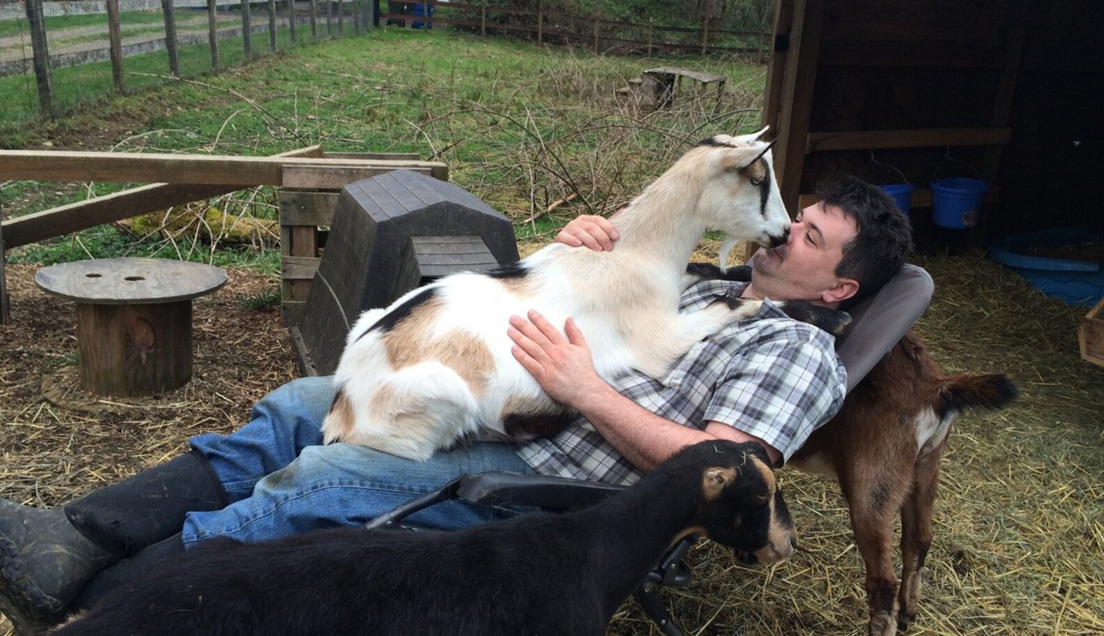 These Goats Are Completely Obsessed With The Guy Who Rescued Them - The ...