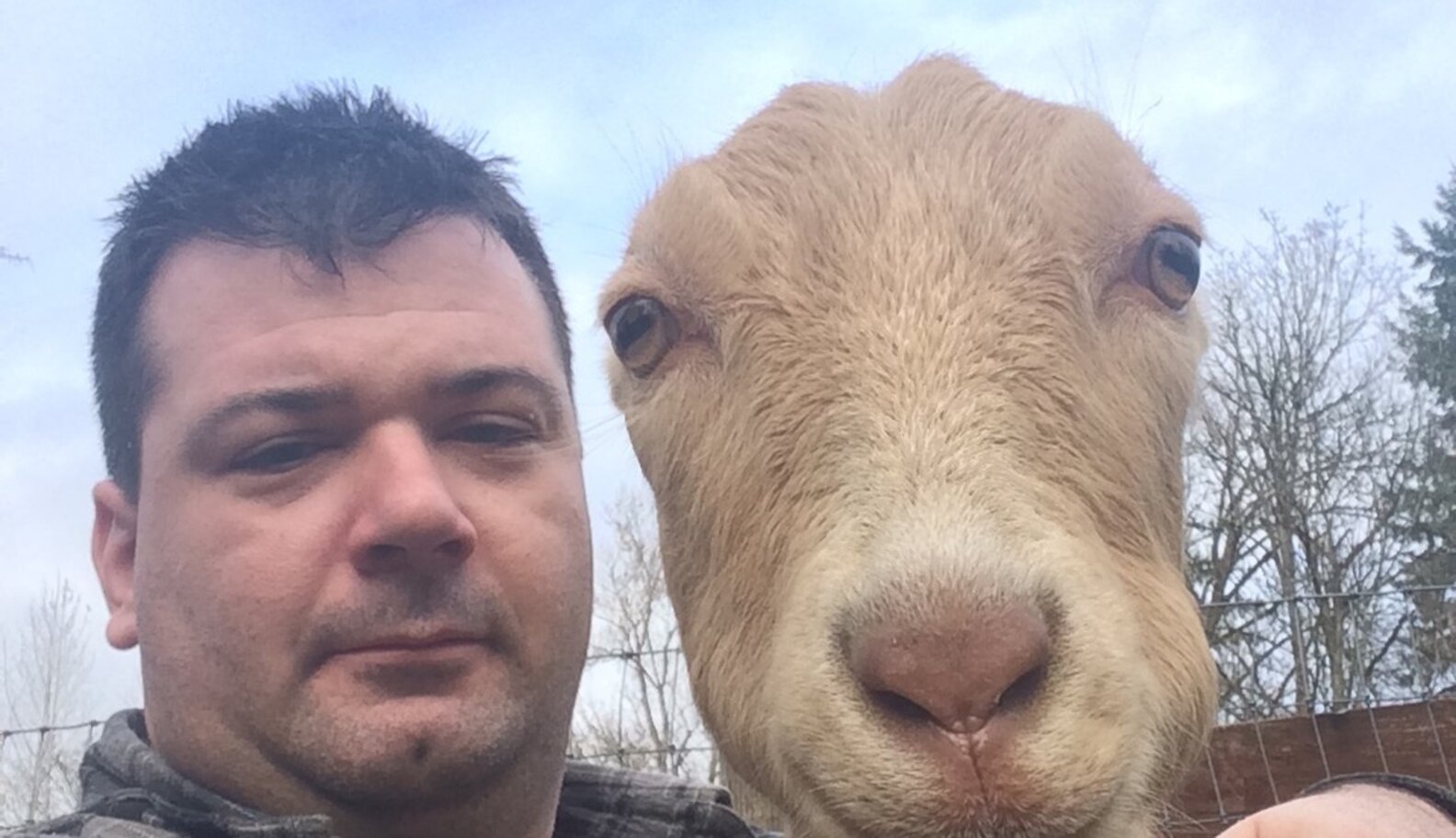 These Goats Are Completely Obsessed With The Guy Who Rescued Them - The ...