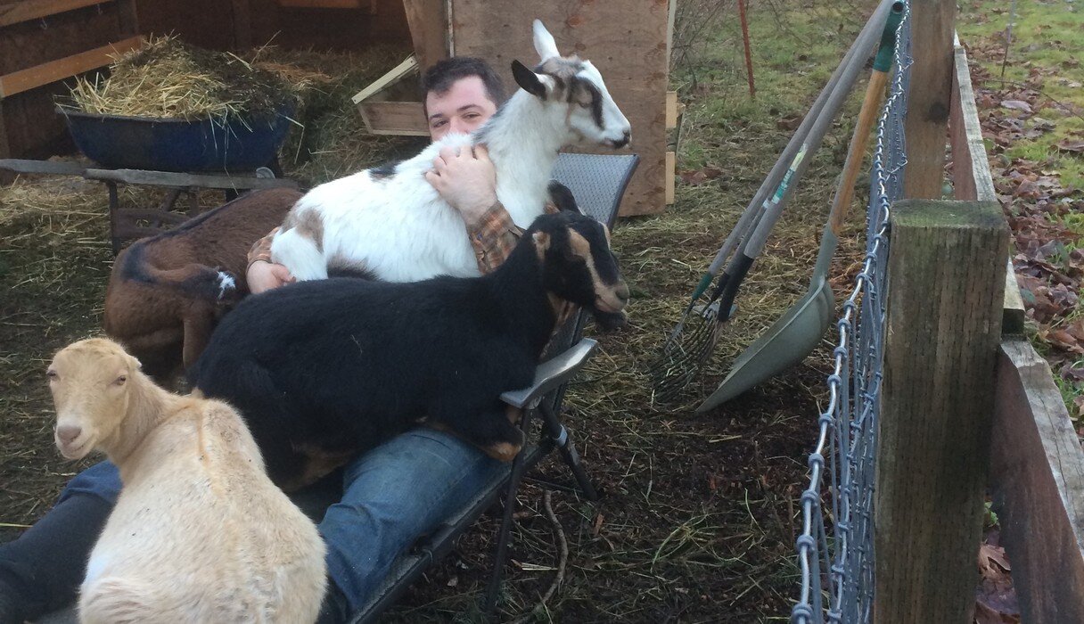 These Goats Are Completely Obsessed With The Guy Who Rescued Them - The ...