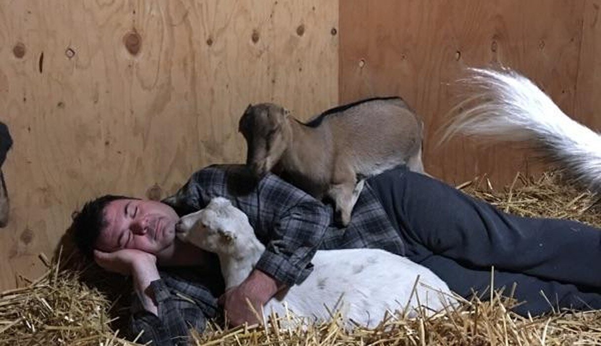 These Goats Are Completely Obsessed With The Guy Who Rescued Them - The ...