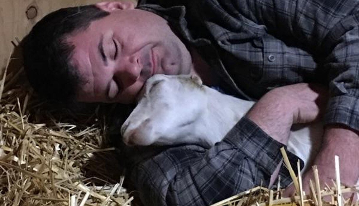 These Goats Are Completely Obsessed With The Guy Who Rescued Them - The ...