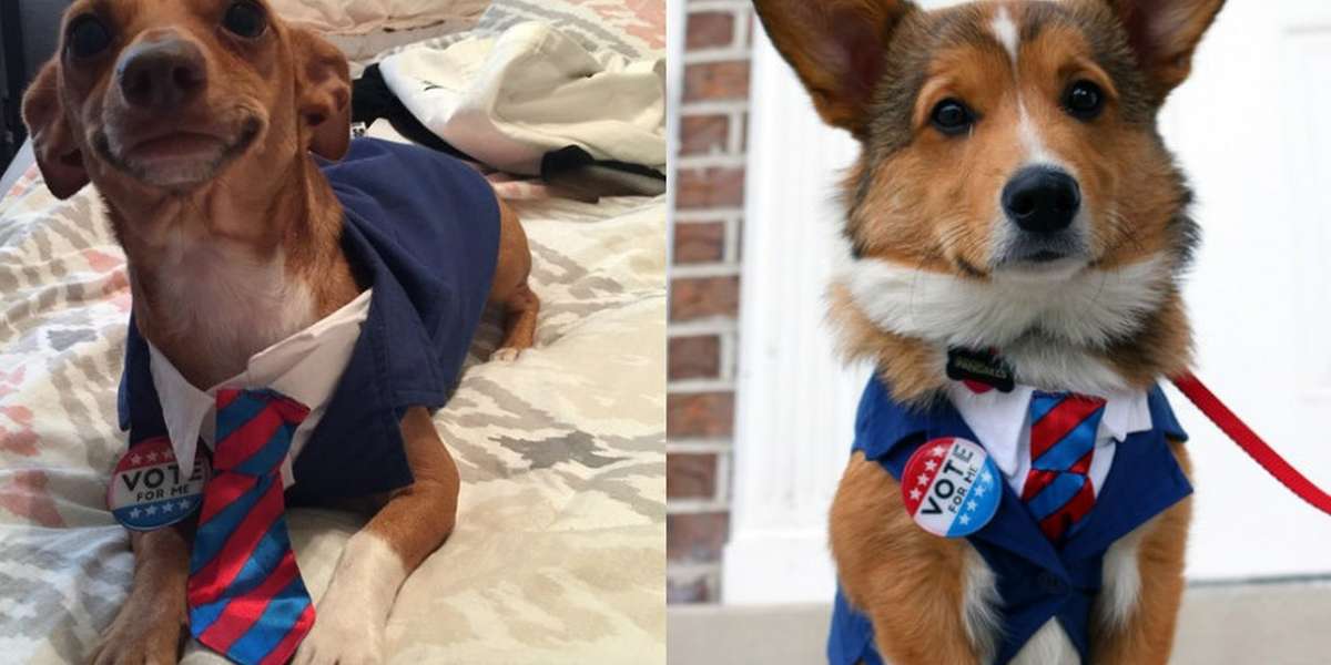 Dogs Are Running For President And It's The Cutest Thing Ever - The Dodo
