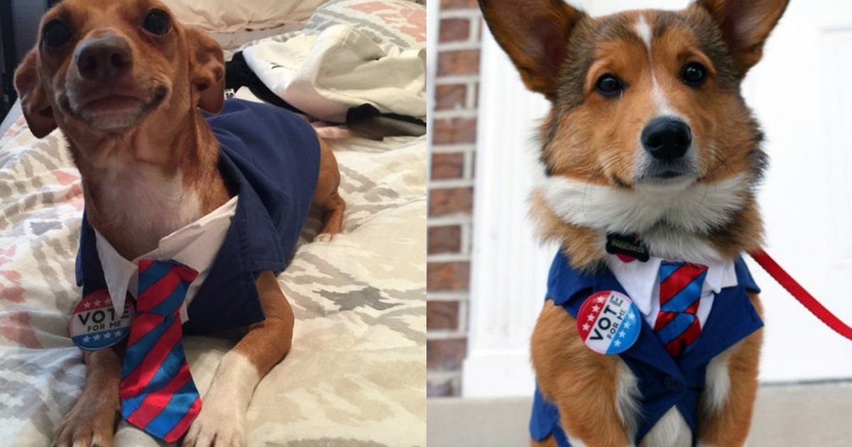 Dogs Are Running For President And It's The Cutest Thing Ever - The Dodo
