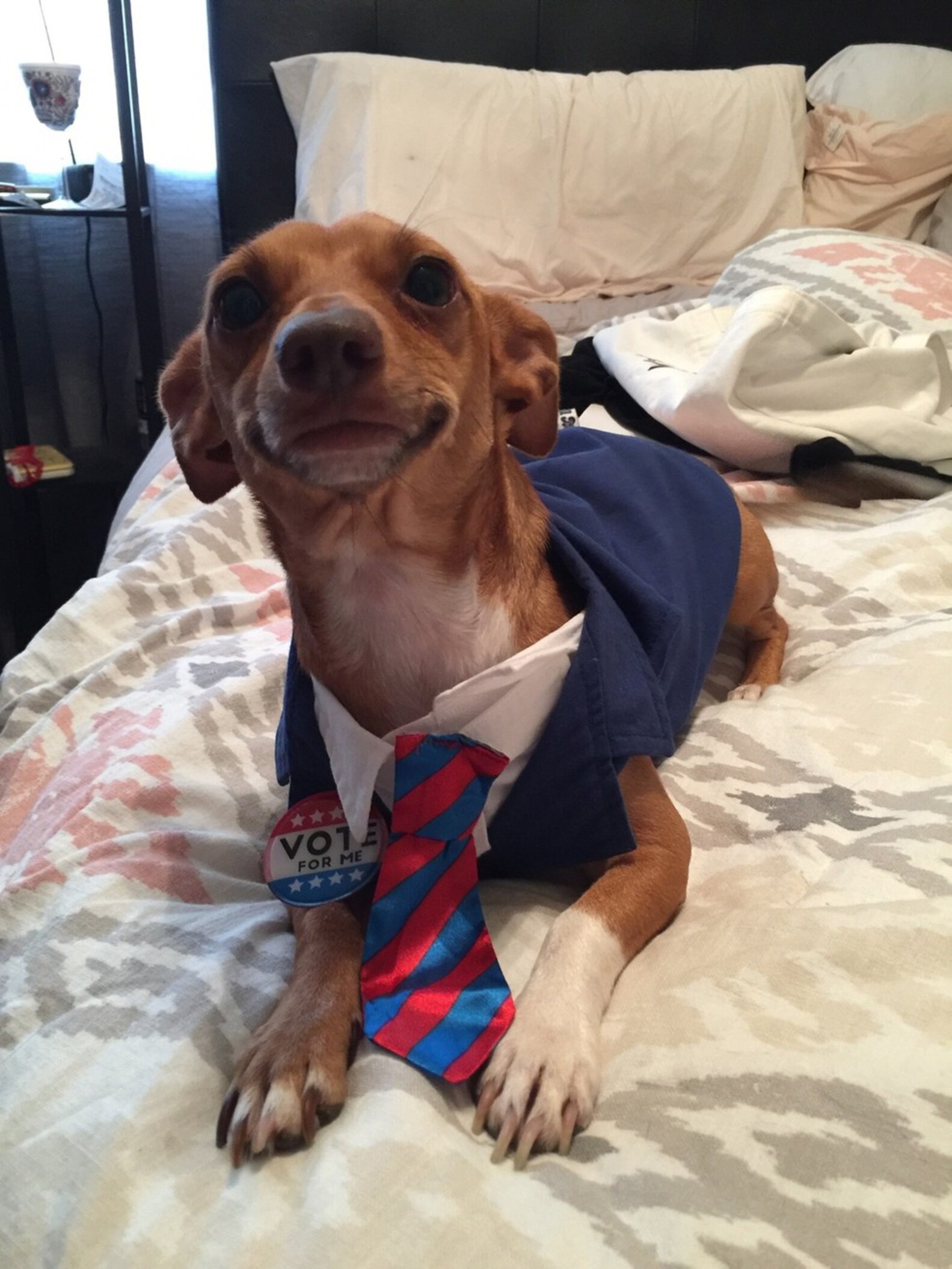 Dogs Are Running For President And It's The Cutest Thing Ever - The Dodo