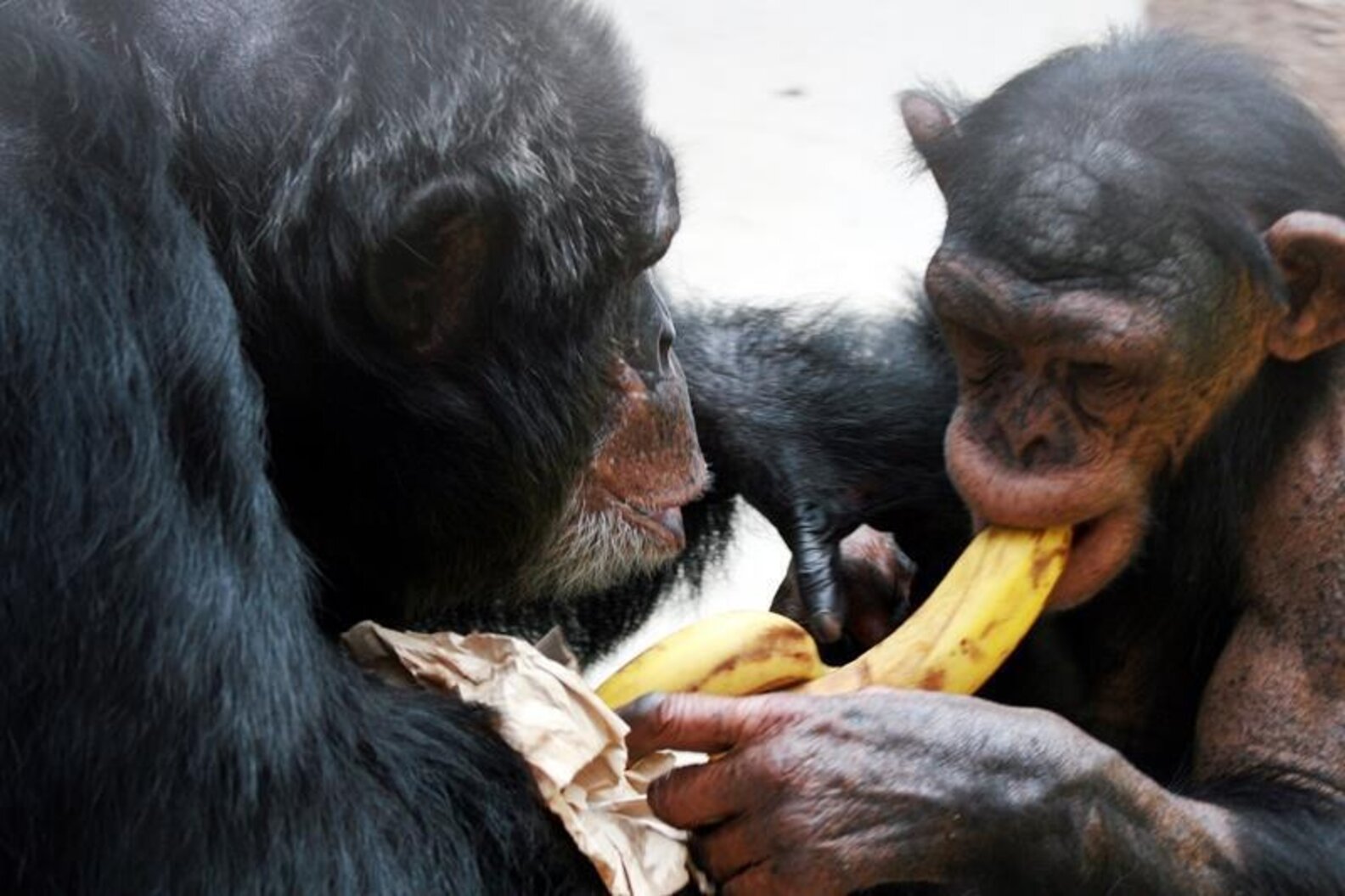Chimp Who Was Owned By Michael Jackson Is Finally Retired - The Dodo