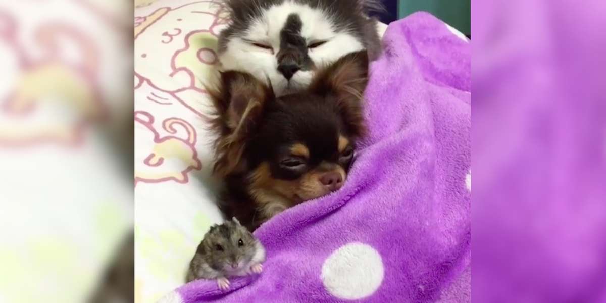 Hamster Is Best Friends With A Dog ... And A Cat - The Dodo