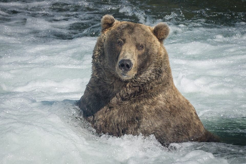 This Is The Fattest Bear In The Wild - The Dodo
