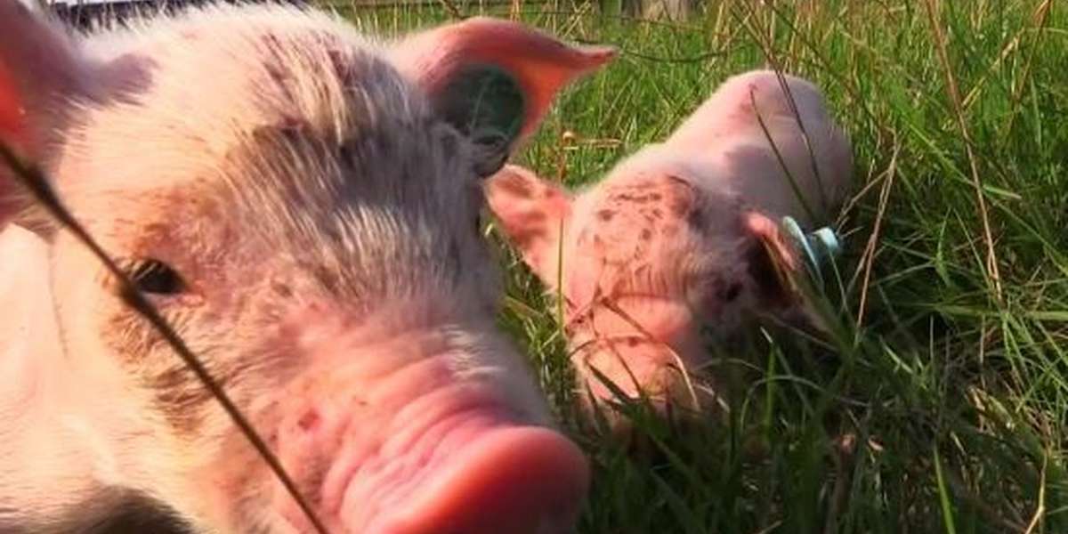 Pigs Who Spent Their Life In The Dark See Sun For The First Time - The Dodo