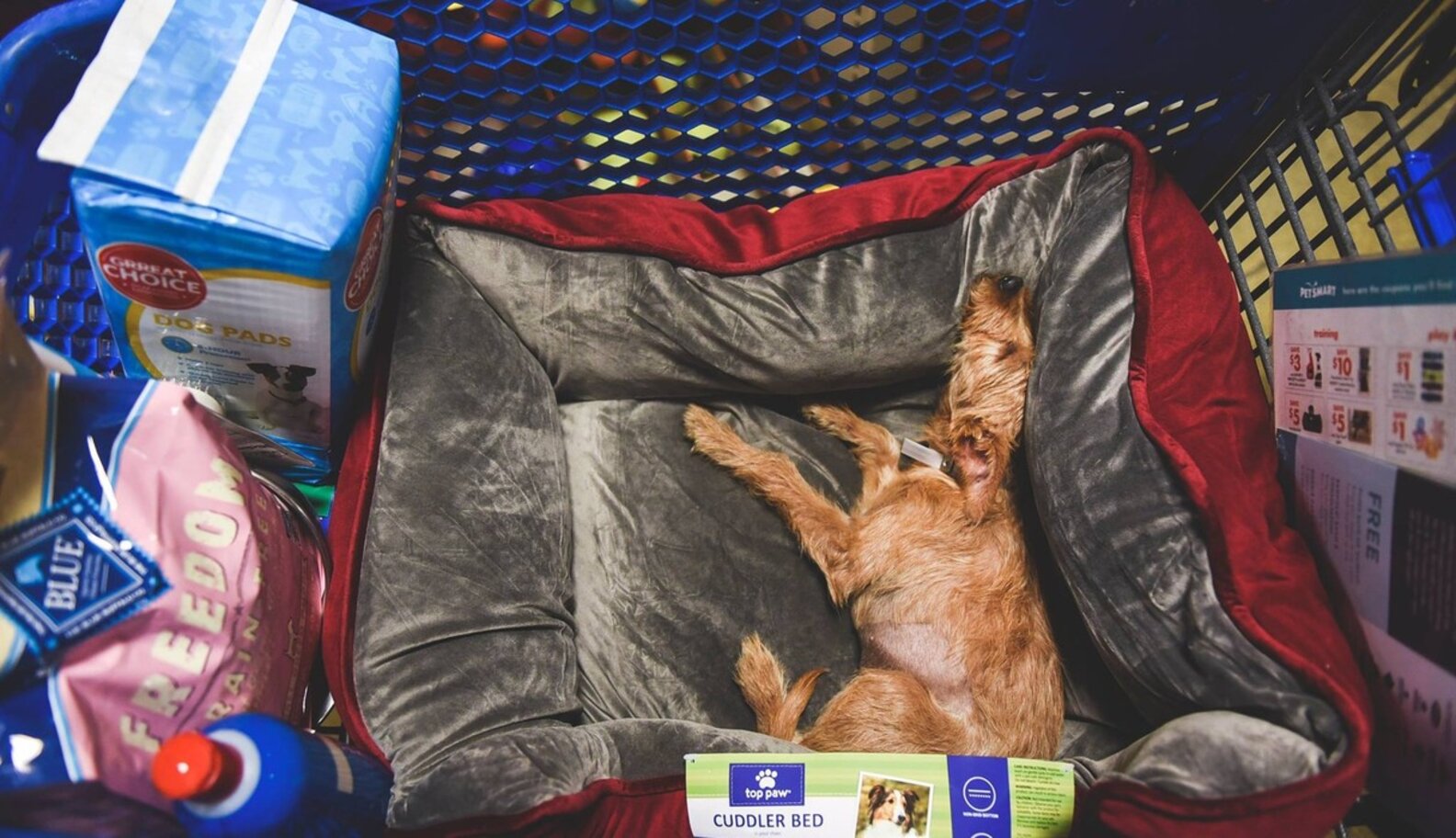 Guys Plan To Watch Football, End Up Saving A Life Instead - The Dodo