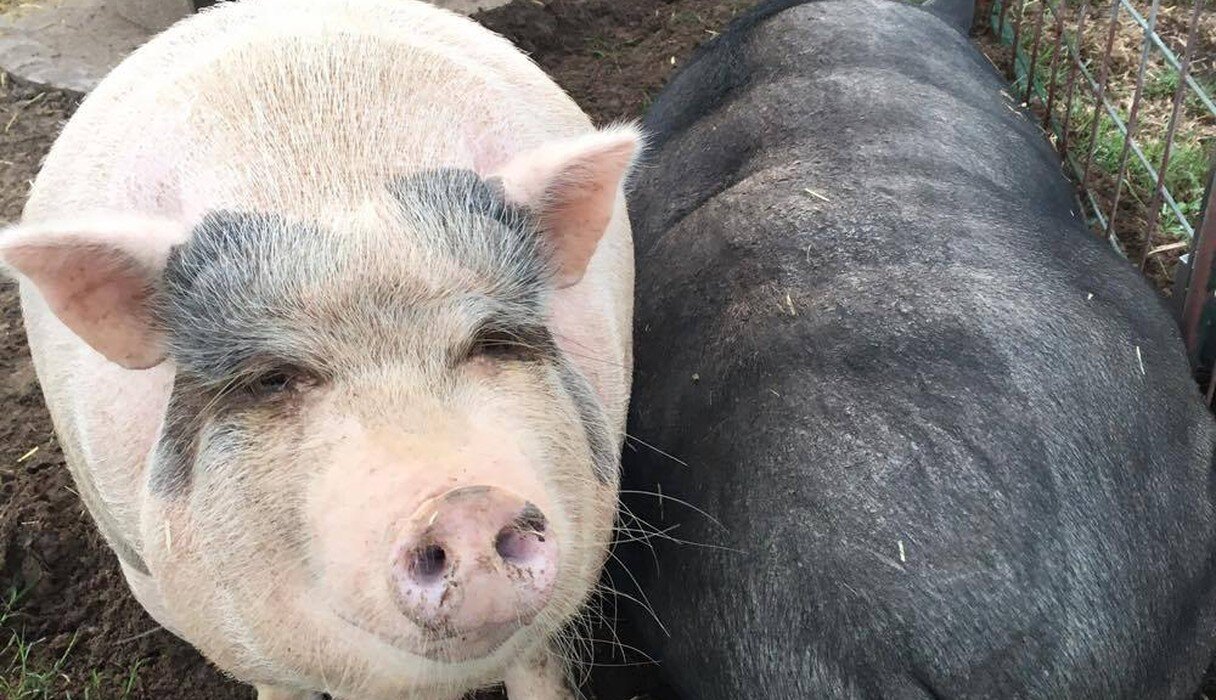 Neglected Pigs Were Left With Nothing But Each Other - The Dodo
