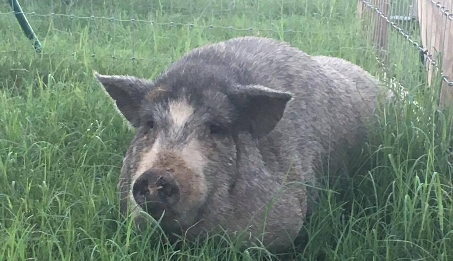 Neglected Pigs Were Left With Nothing But Each Other - The Dodo