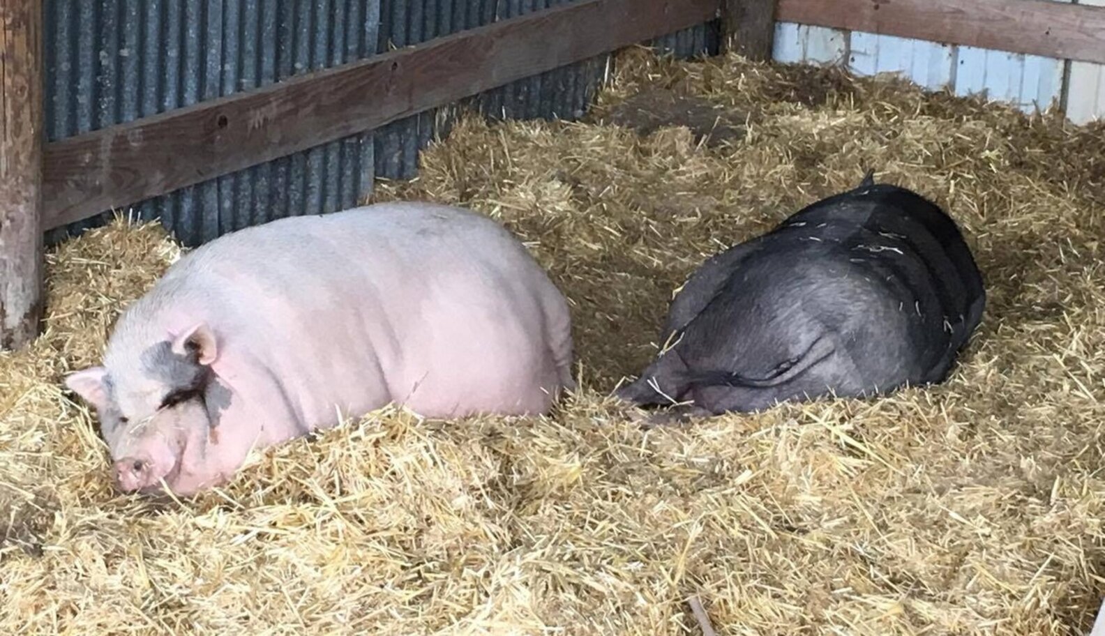 Neglected Pigs Were Left With Nothing But Each Other - The Dodo